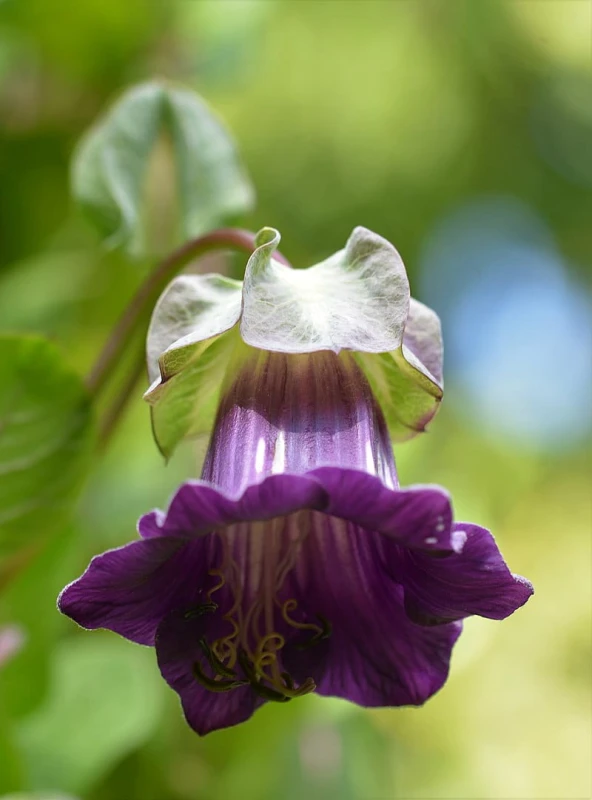 Kobea pnąca /Cobaea scandens/ | Ogród Łobzów - sklep internetowy z ...